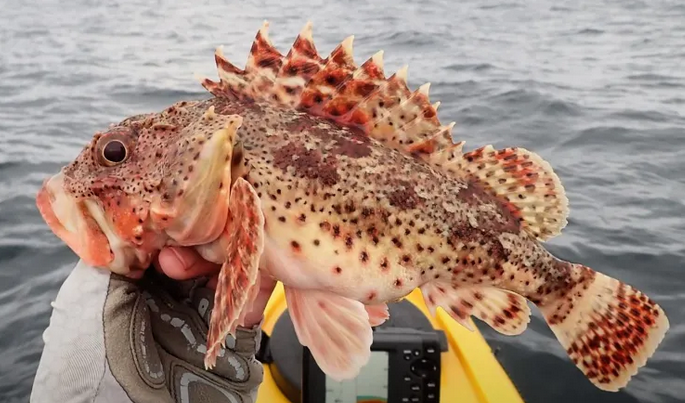 The Sculpin Sting: Separating Myths from Reality - The Fishing Weatherman